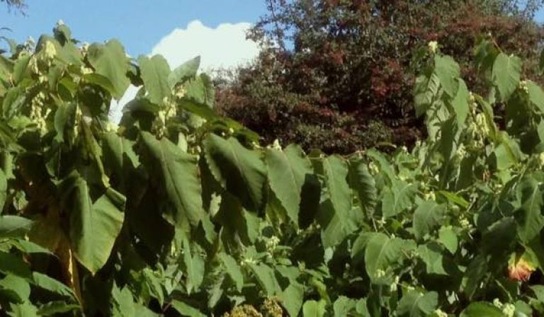 Bekæmpelse af invasive planter - Care4Nature